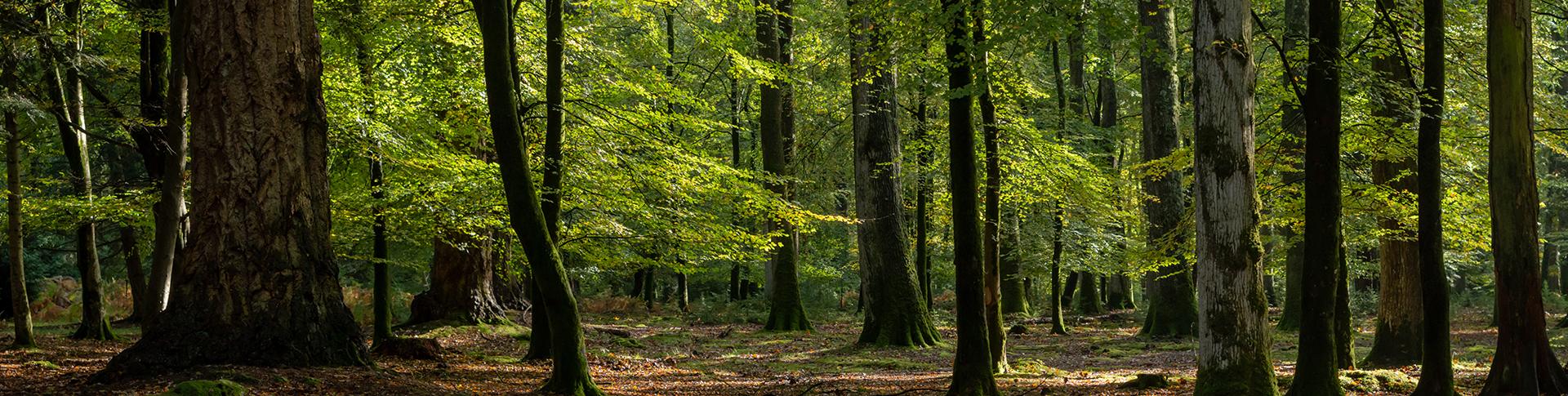 Identify common trees found in Britain | OS GetOutside